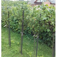 Słupek do malin Podpora do malin Palik do malin DOMOWO24.PL